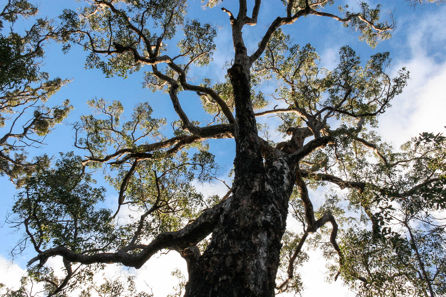 Use and abuse of marri trees - South-West Forests Defence Foundation Inc.